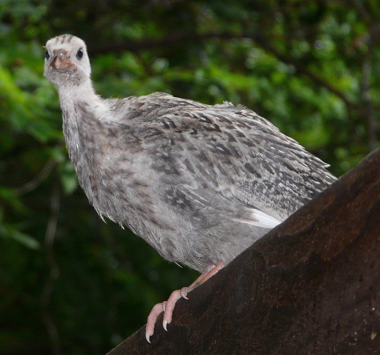 Keet De Guinea Pollito - Foto gratis en Pixabay - Pixabay