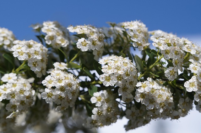 Arbuste D'Ornement Buisson - Photo gratuite sur Pixabay - Pixabay