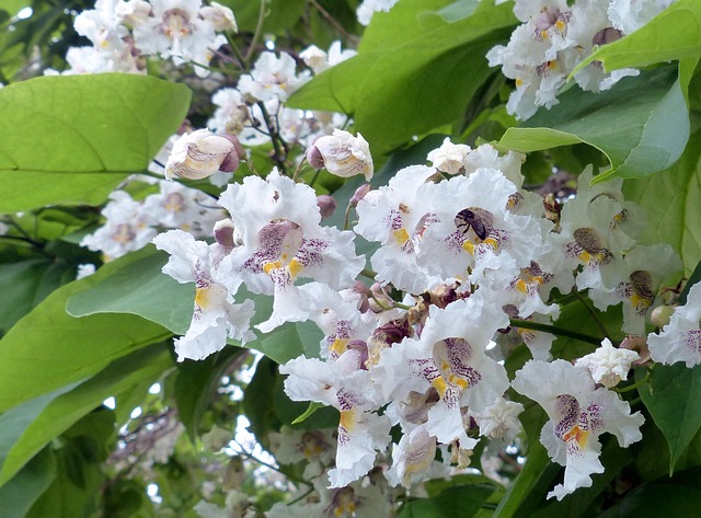 Tree Catalpa Blossom - Free photo on Pixabay