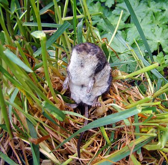 1+ Free Water Beak Mouse & Neomys Fodrens Images - Pixabay