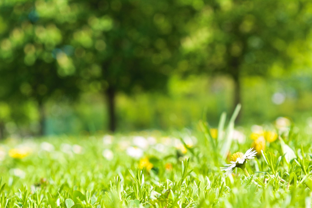 Le Printemps Prairie Marguerite La - Photo gratuite sur Pixabay - Pixabay