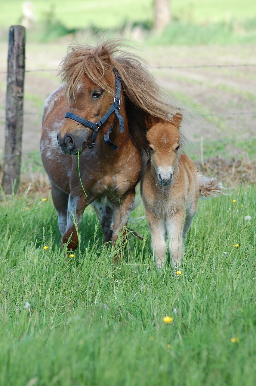Horses Foal Animal - Free photo on Pixabay - Pixabay