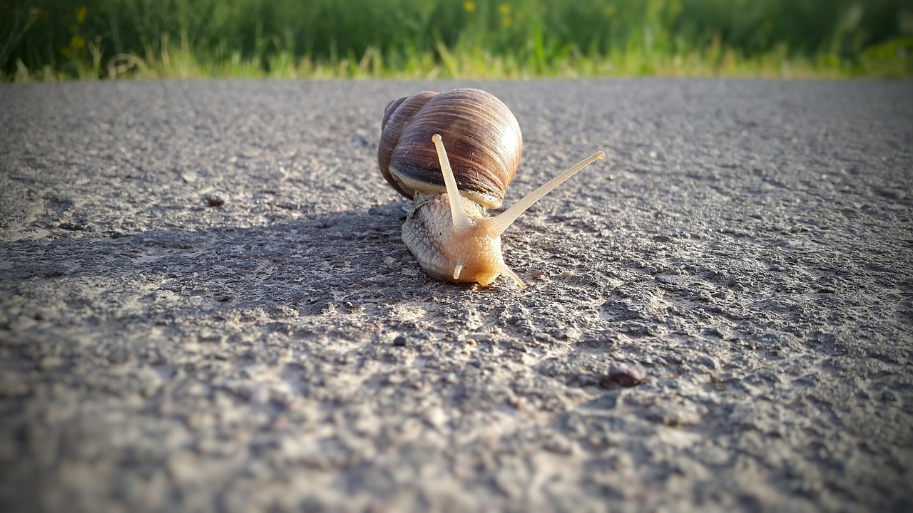 Escargot Animal Rampant Coquille - Photo gratuite sur Pixabay - Pixabay