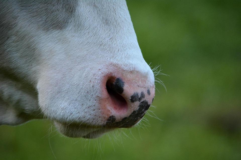 Cow Cattle Farm Animal - Free photo on Pixabay - Pixabay
