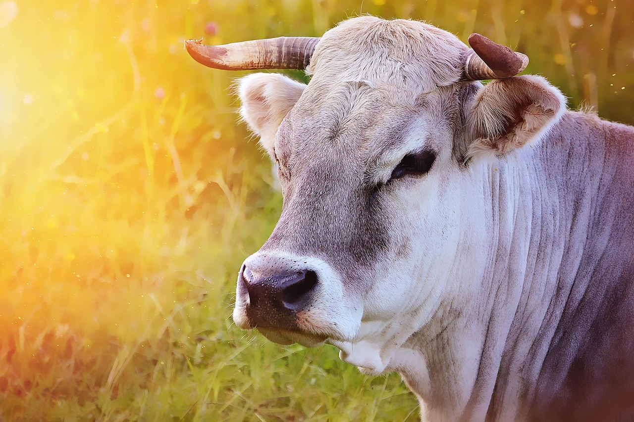 Cow Animal Cattle Farm - Free photo on Pixabay