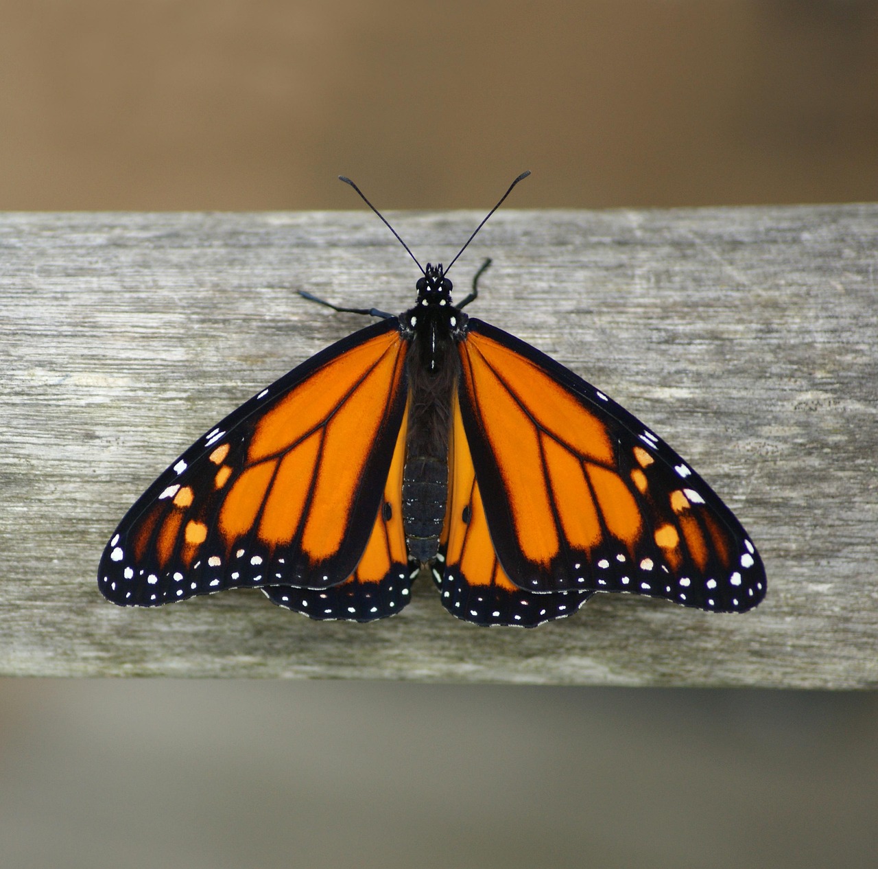 New Zealand Monach Butterfly Life - Free photo on Pixabay - Pixabay
