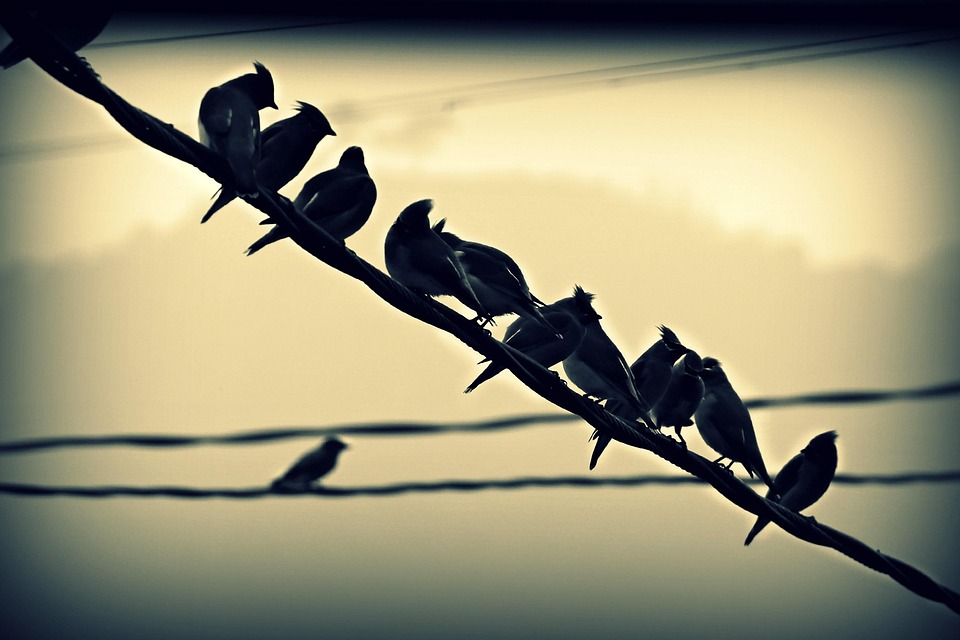 Birds Perched Wire - Free photo on Pixabay - Pixabay