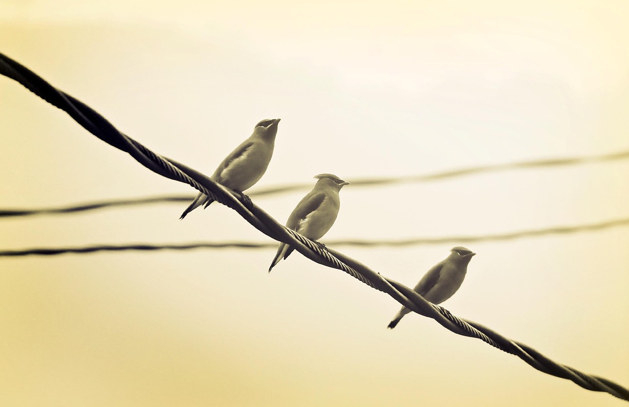 Birds Perched Wire - Free photo on Pixabay - Pixabay