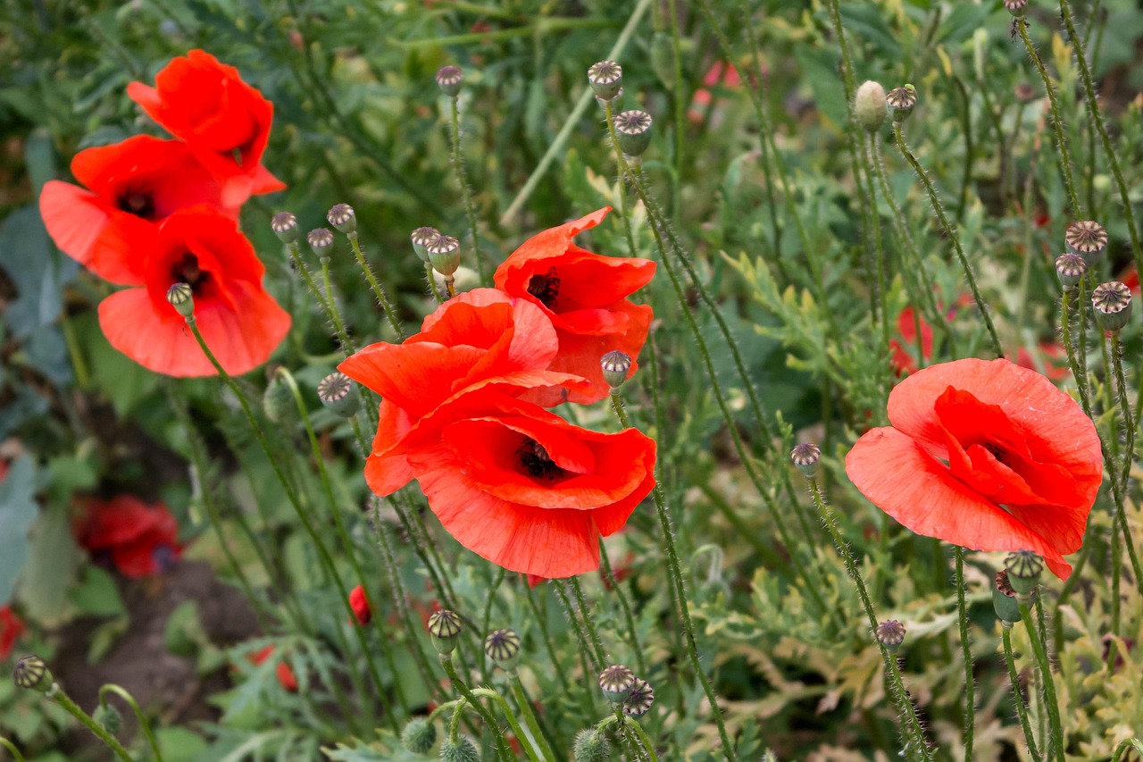 Poppy Corn Capsules - Free photo on Pixabay - Pixabay