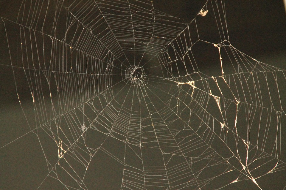 Spinnennetz Web Spider Spinne - Kostenloses Foto auf Pixabay - Pixabay