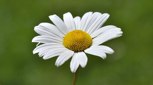 Kostenloses Foto: Margerite, Blume, Pflanze, Weiß - Kostenloses Bild ...
