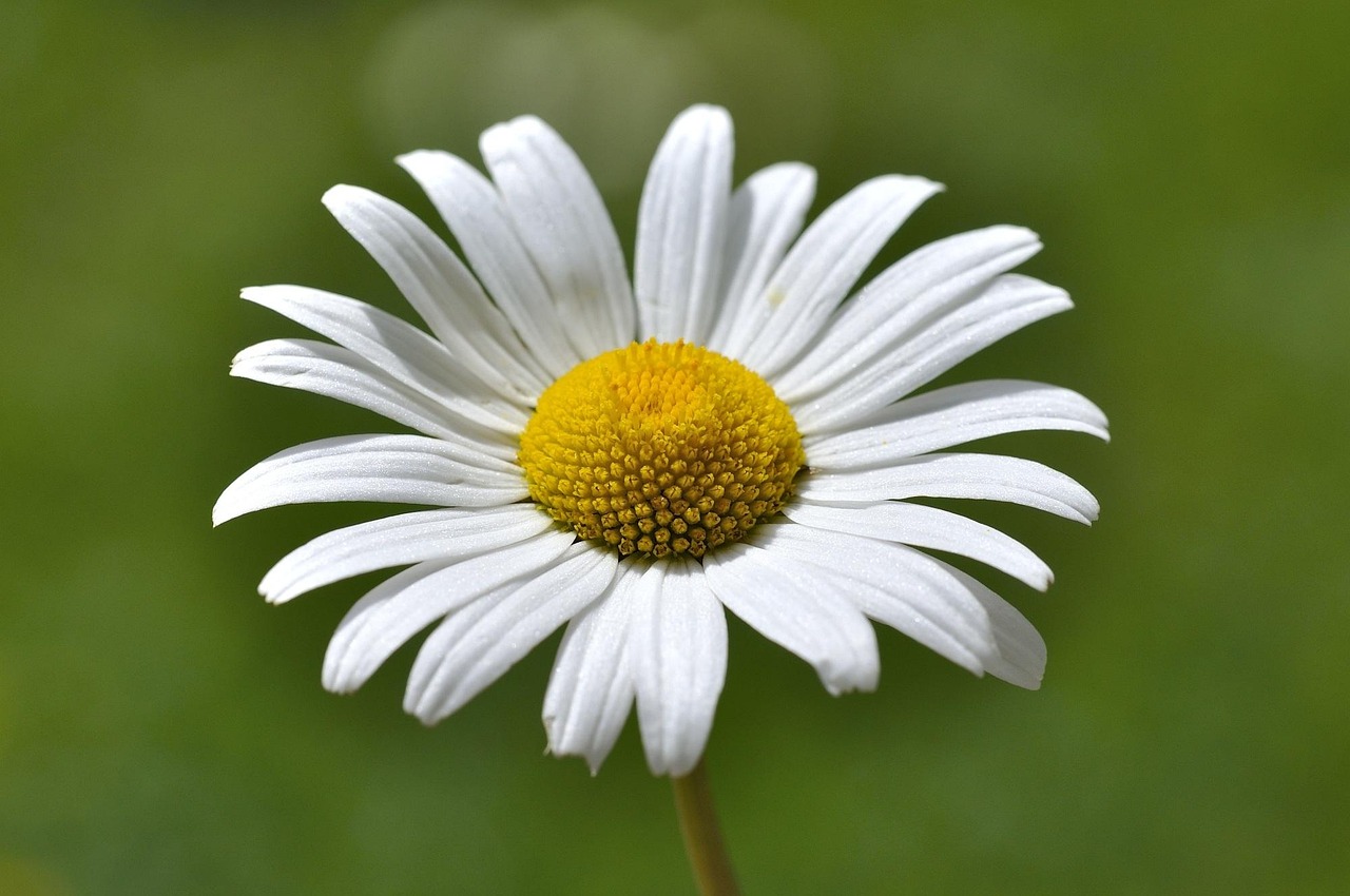 Margarida Flor Plantar - Foto gratuita no Pixabay - Pixabay