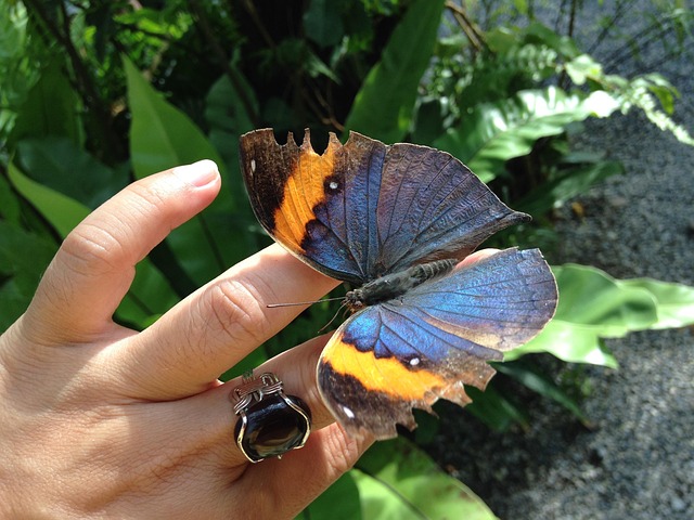 Mariposa Insecto Alas - Foto gratis en Pixabay - Pixabay