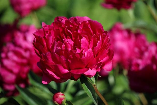Peony Flower Bloom - Free photo on Pixabay