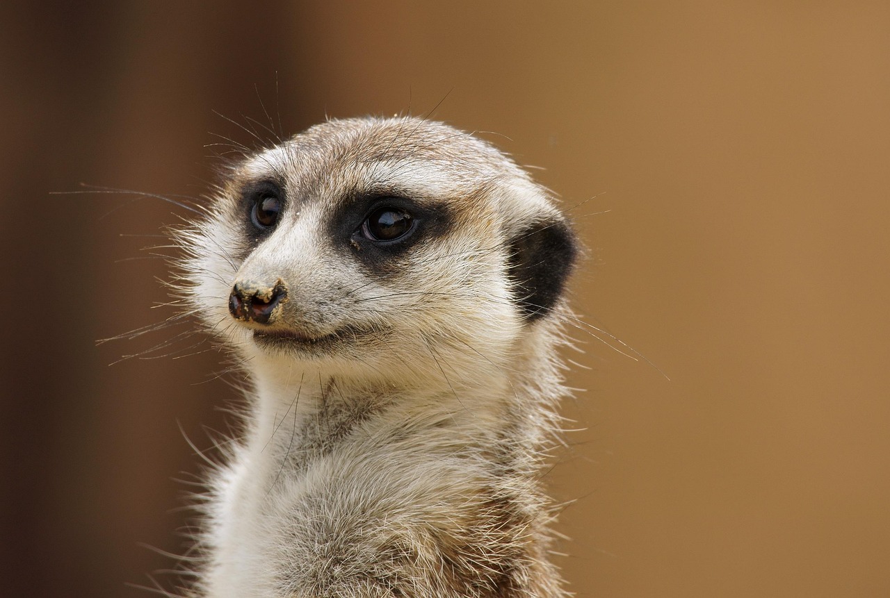 Meerkat Zoo Animal - Free photo on Pixabay