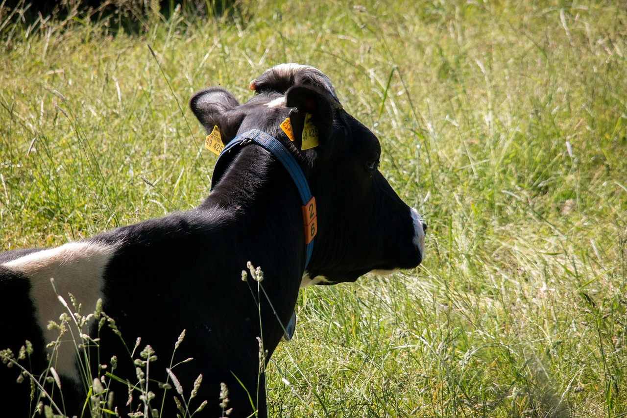 Sapi Padang Rumput Satwa - Foto gratis di Pixabay - Pixabay