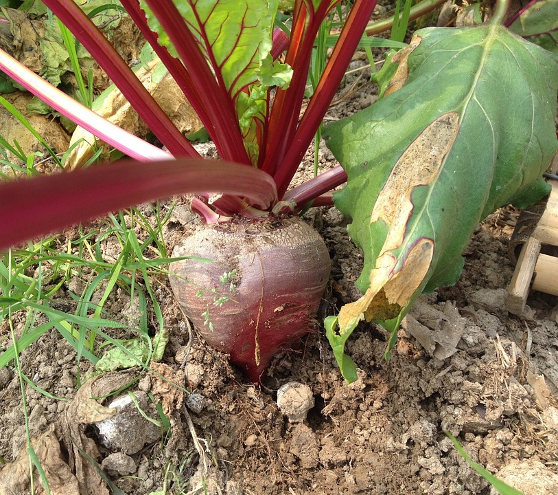 Rote Beete Rüben Rot - Kostenloses Foto auf Pixabay - Pixabay