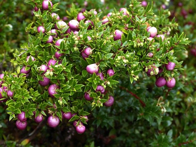 Cranberry Chile South America - Free photo on Pixabay - Pixabay