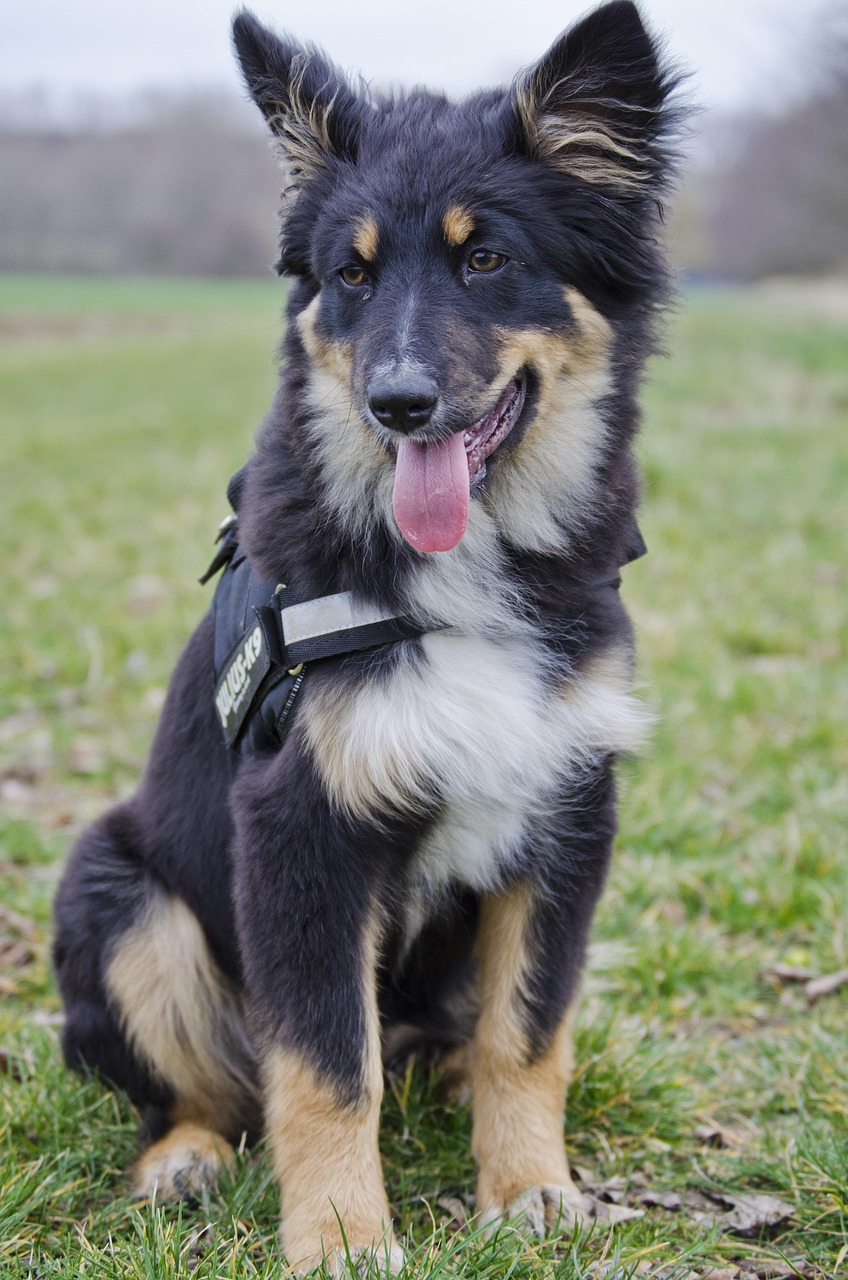 Anjing Satwa Binatang Dalam Negeri - Foto gratis di Pixabay - Pixabay