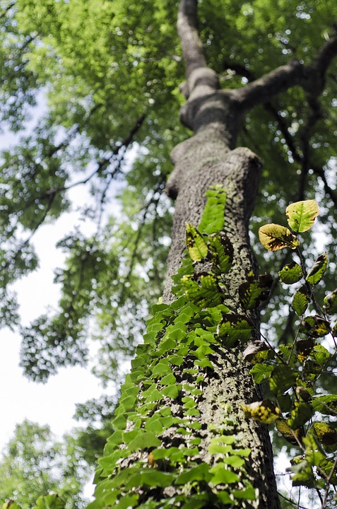Tree Ivy Trunk Climber - Free photo on Pixabay - Pixabay