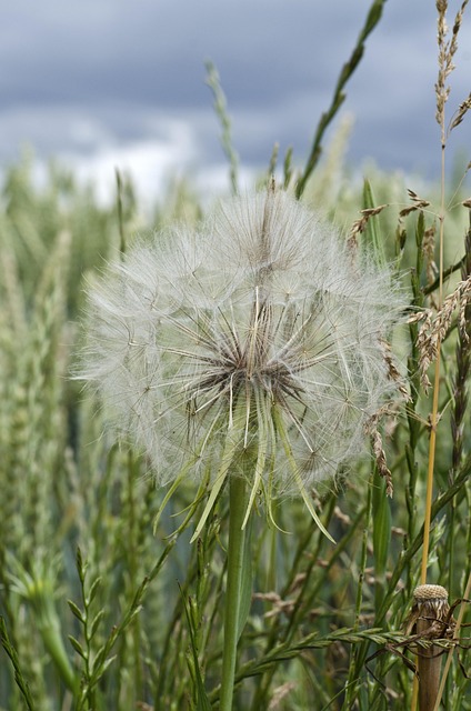 Pusteblume Wiese Natur - Kostenloses Foto auf Pixabay - Pixabay