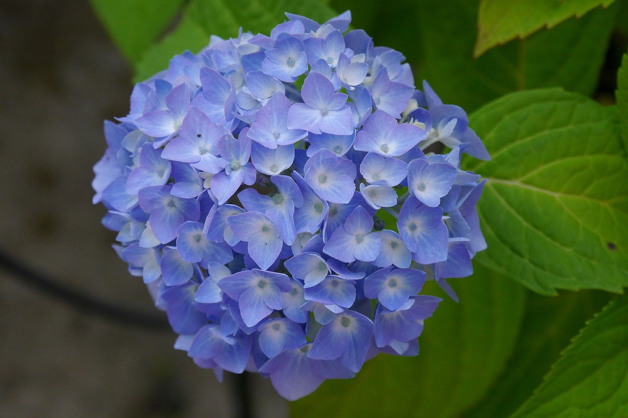 Hydrangea Flower Nature - Free photo on Pixabay