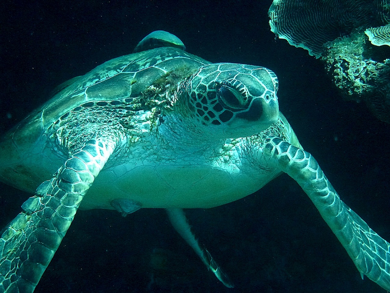 Tortoise Underwater Sea Turtle - Free photo on Pixabay - Pixabay