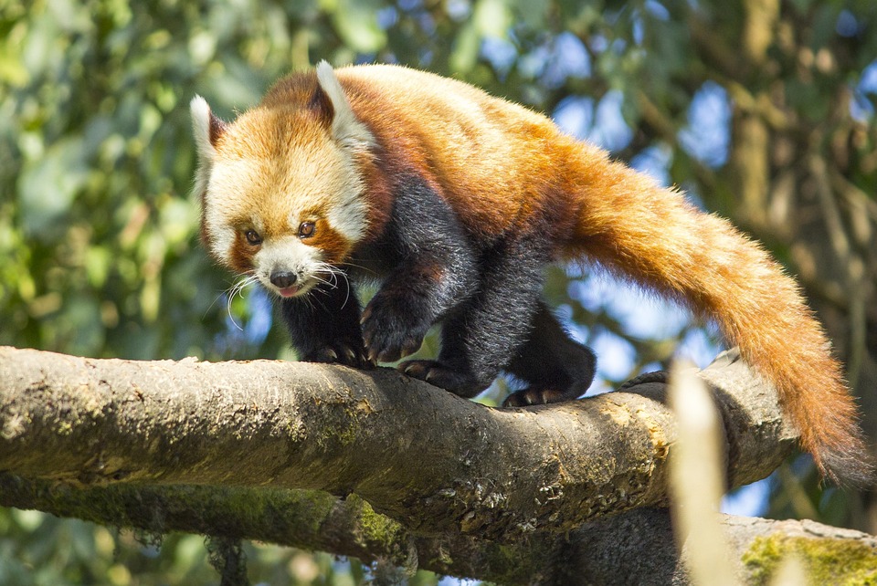 Panda Merah Liar Alam - Foto gratis di Pixabay - Pixabay