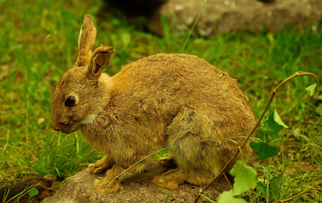 Rabbit Game - Free photo on Pixabay - Pixabay