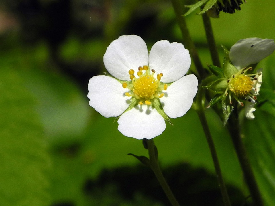 Fleur De Fraisier Blanche Le - Photo gratuite sur Pixabay - Pixabay