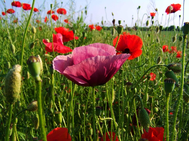 Lila Mohn Farbvariation - Kostenloses Foto auf Pixabay - Pixabay