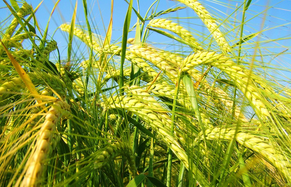 Yellowing Barley Grain - Free photo on Pixabay