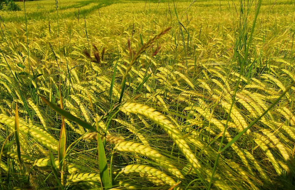 Yellowing Barley Grain Board - Free photo on Pixabay - Pixabay