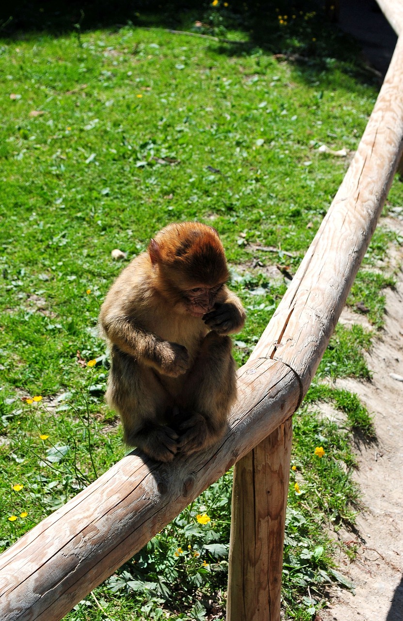 Affe Affenberg Salem - Kostenloses Foto auf Pixabay