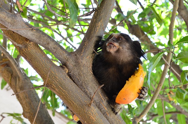 Marmoset Monkey Food - Free photo on Pixabay