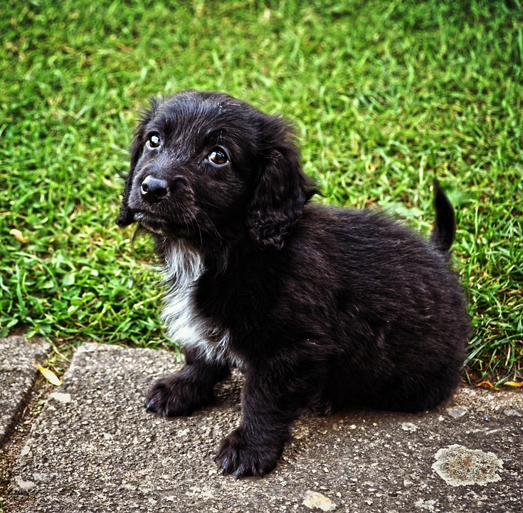 Animal Mammal Dog - Free photo on Pixabay - Pixabay