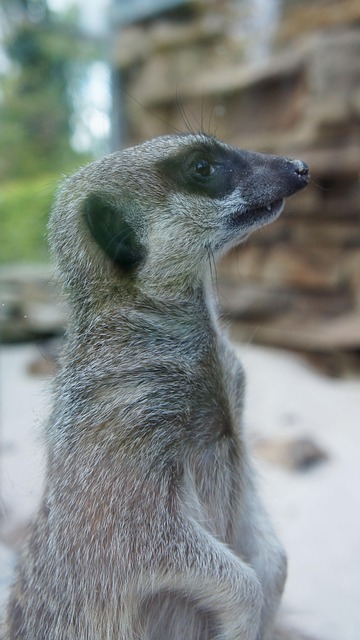 Meerkat Looking Animal - Free photo on Pixabay - Pixabay