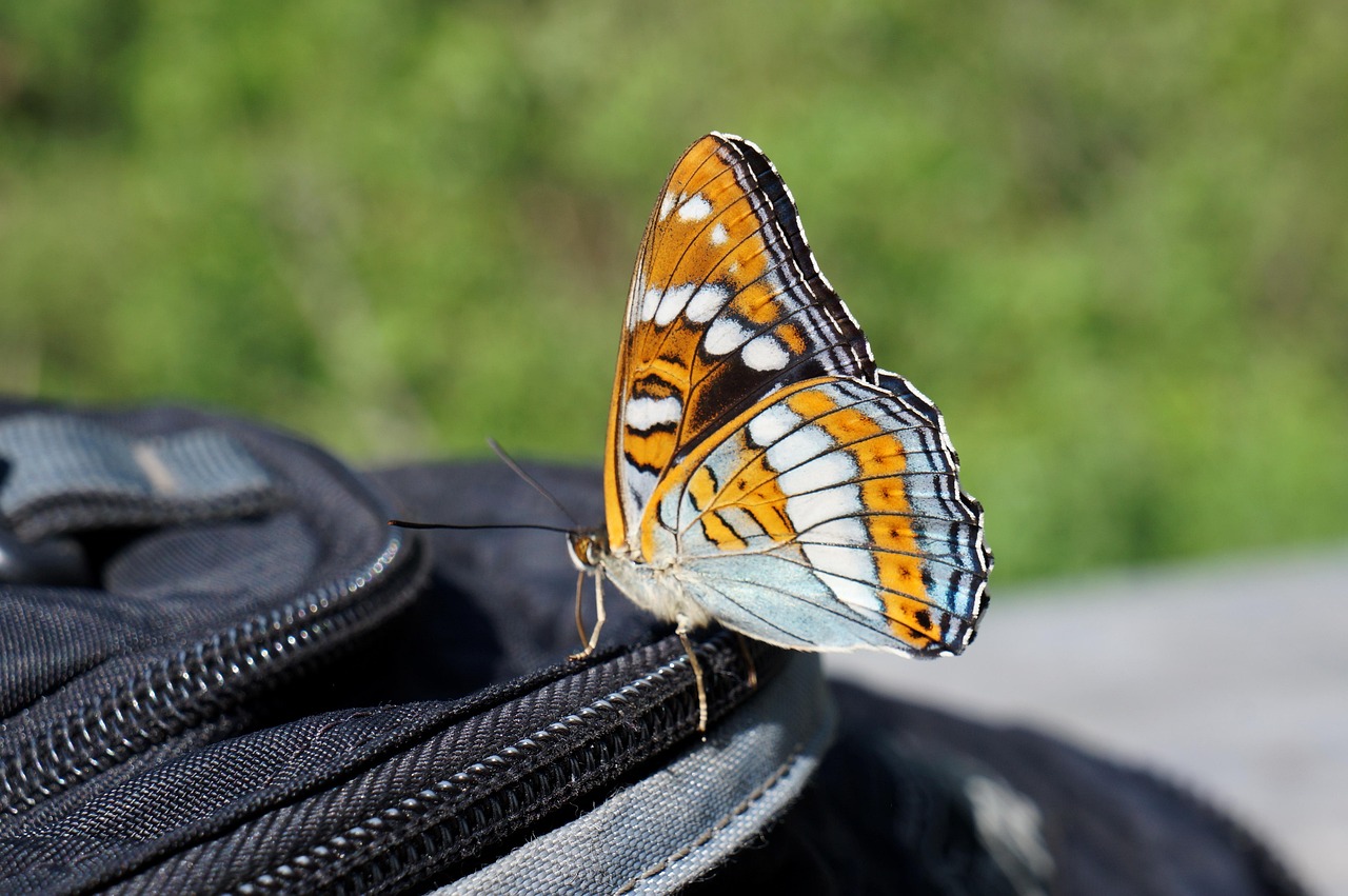 Butterfly Summer Hints - Free photo on Pixabay - Pixabay