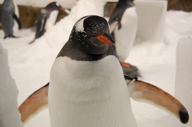 2,000+ Free Penguin & Nature Images - Pixabay