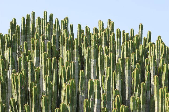 6,000+ Free Cactus & Nature Photos