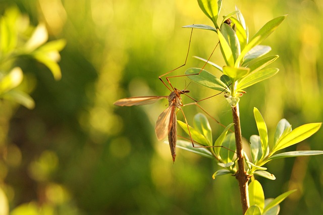 Primavera Insecto Naturaleza - Foto gratis en Pixabay - Pixabay