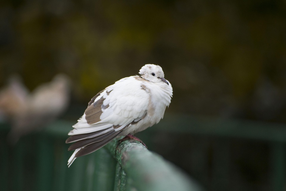 Pigeon Oiseau Voler - Photo gratuite sur Pixabay - Pixabay