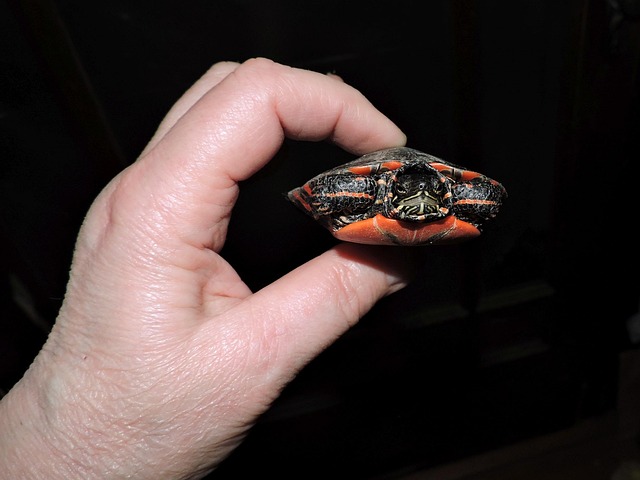 Tortuga Mano Animal - Foto gratis en Pixabay - Pixabay