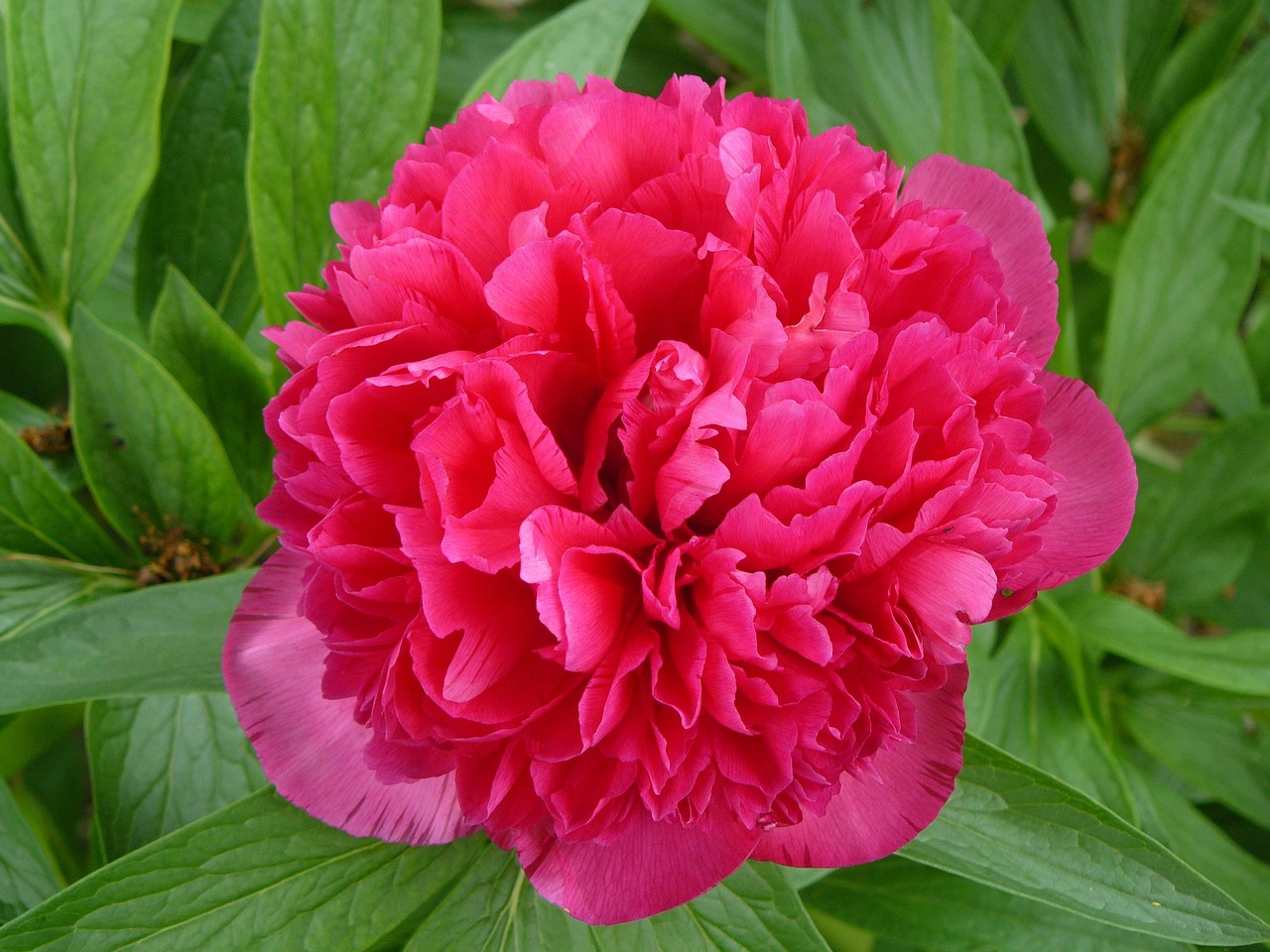 Peoni Bunga Merah - Foto gratis di Pixabay - Pixabay