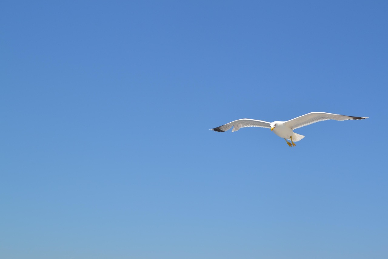Gaviota Mar Pájaro - Foto gratis en Pixabay - Pixabay