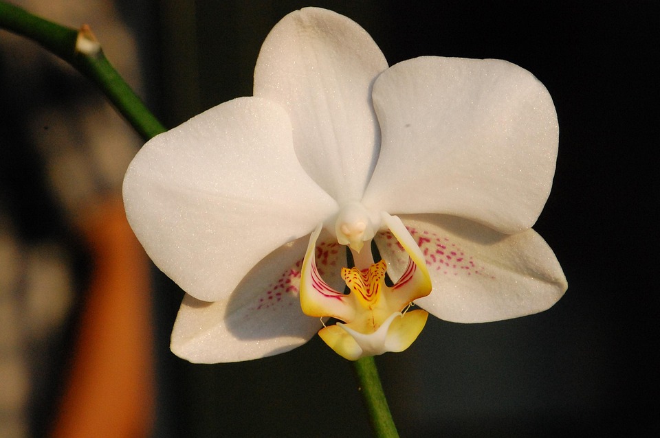 Orchidee Blume Pflanze - Kostenloses Foto auf Pixabay - Pixabay