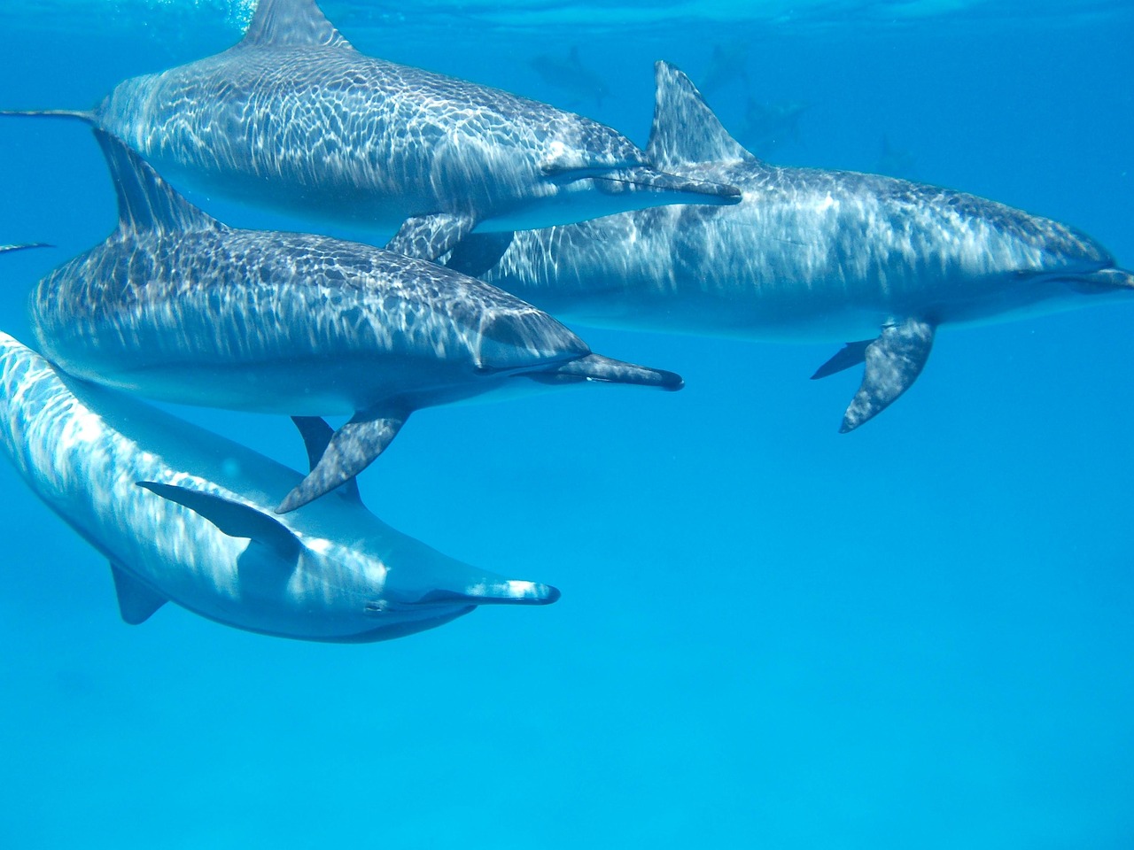 Dolphin Ocean Sea - Free photo on Pixabay
