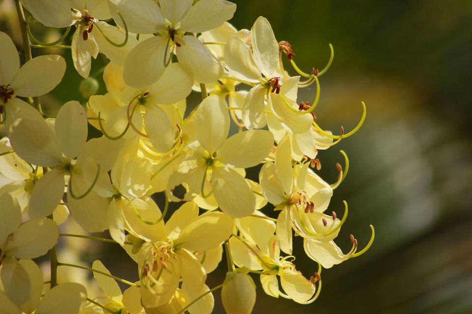Cassia Fistula L Flower Yellow - Free photo on Pixabay