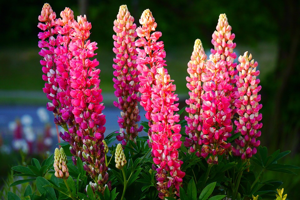 Lupine Garden Nature - Free photo on Pixabay - Pixabay