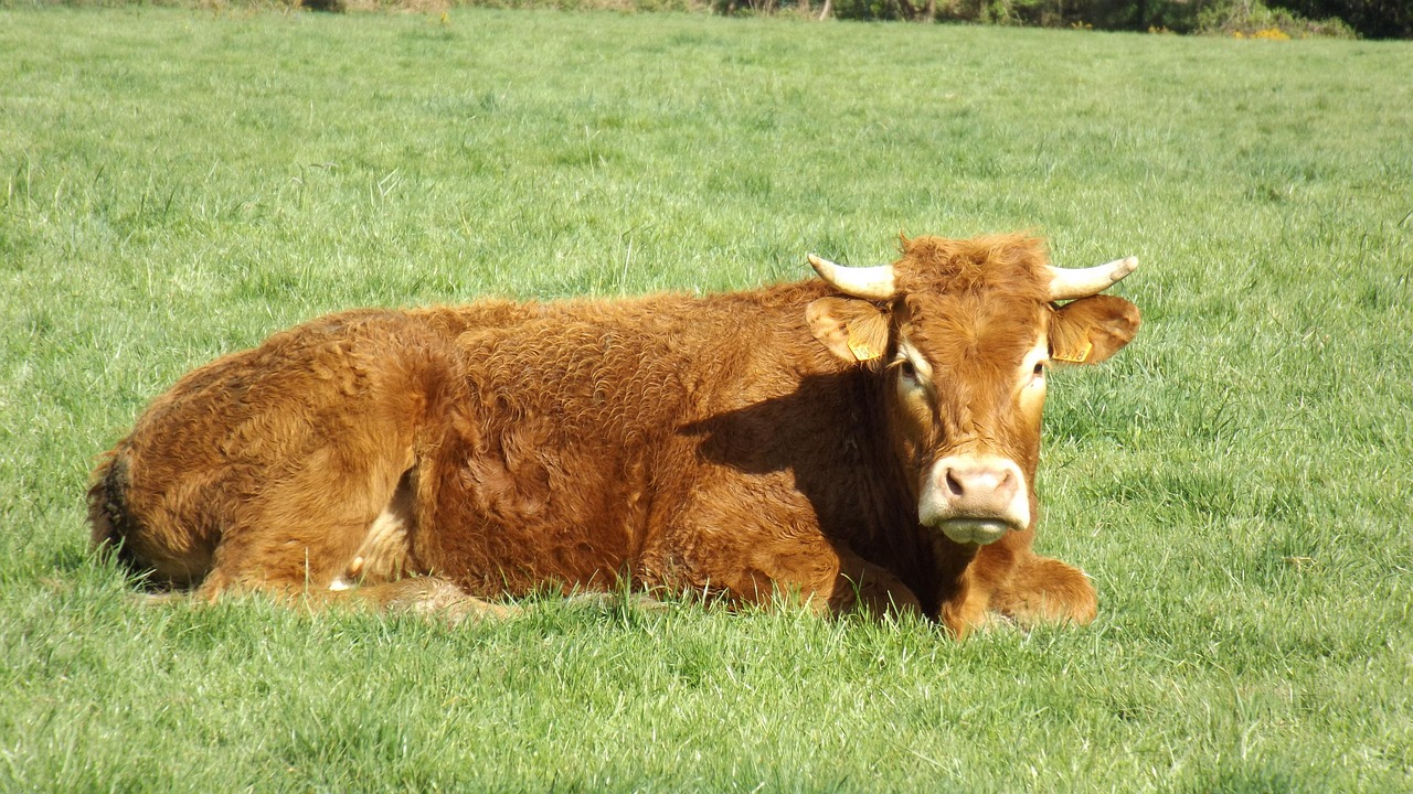 Cow Animals Cattle - Free photo on Pixabay - Pixabay
